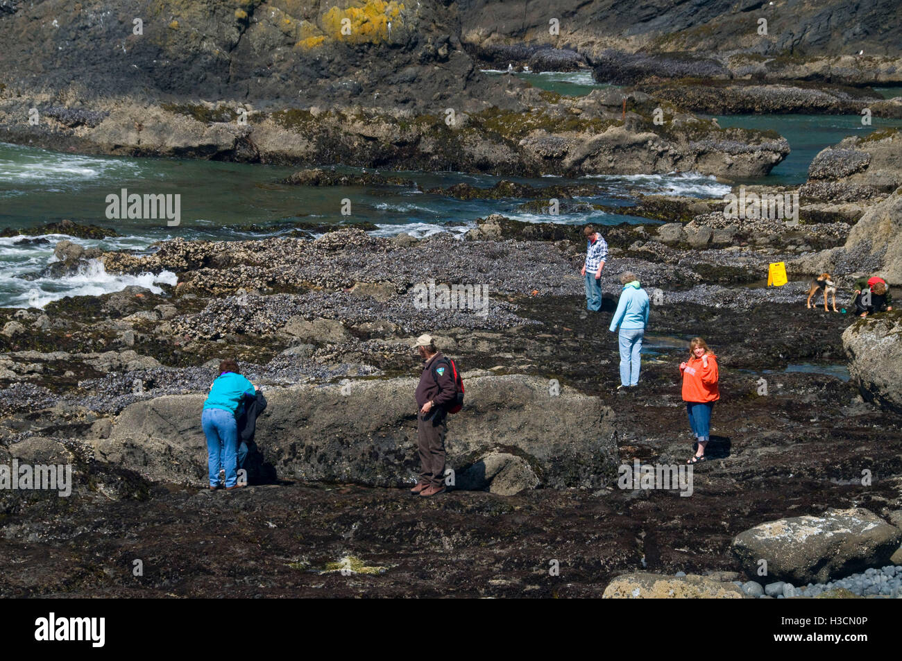 Tidepooling at Cobble Beach, Yaquina Head Outstanding Natural Area ...
