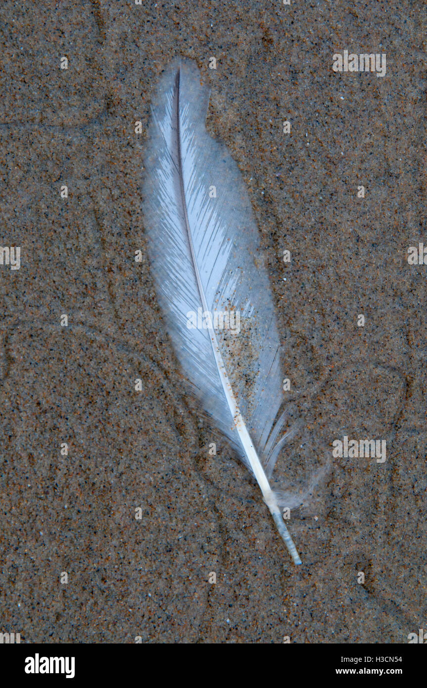 Gull feather, Yaquina Bay State Park, Newport, Oregon Stock Photo - Alamy