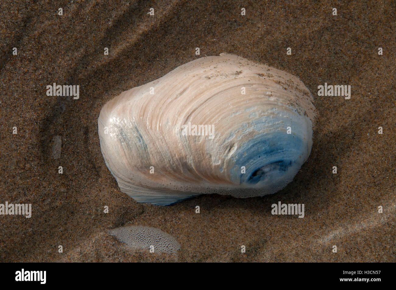 Seashell park hi-res stock photography and images - Alamy