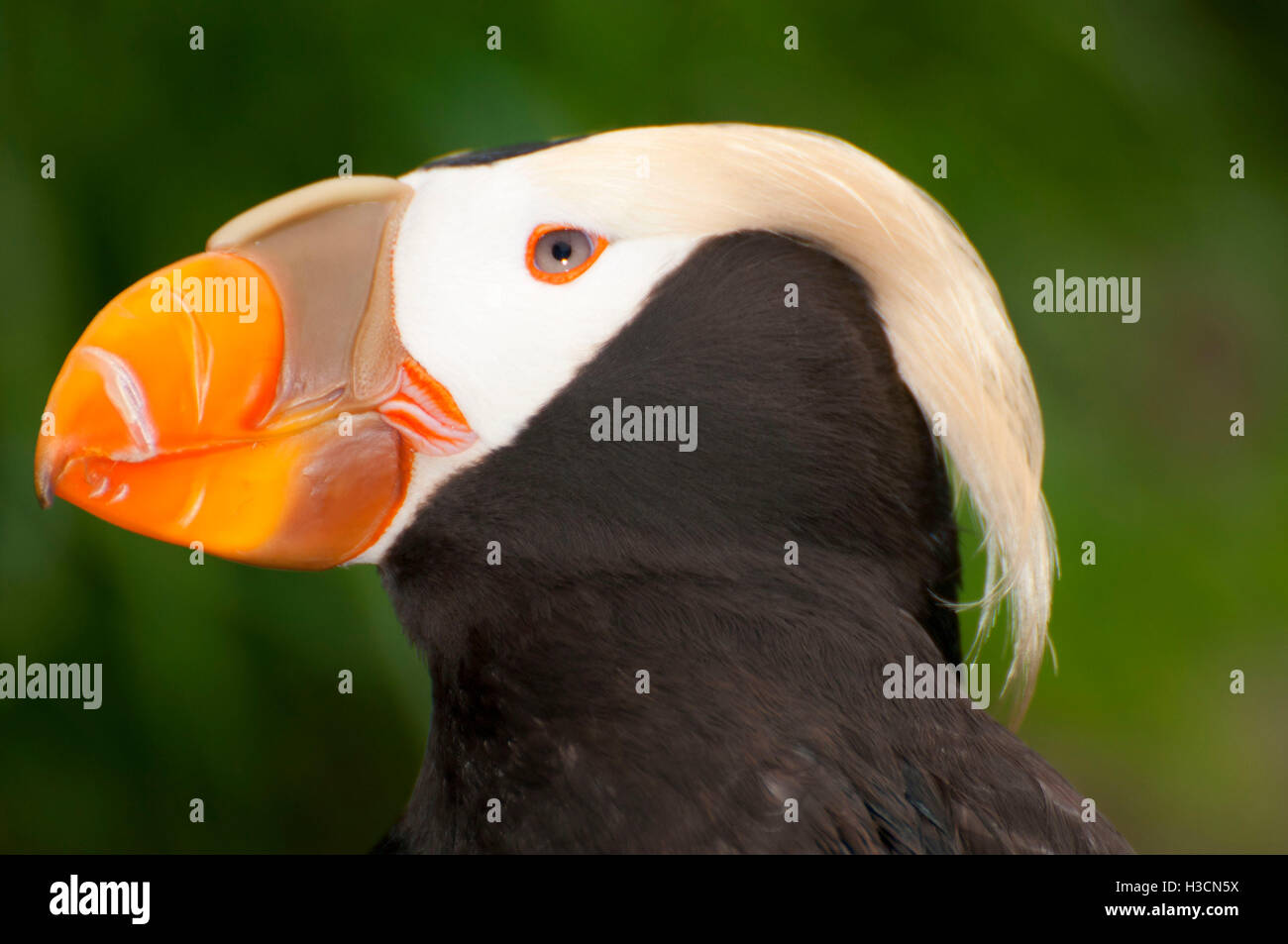 Tufted puffin (Fratercula cirrhata), Oregon Coast Aquarium, Newport ...