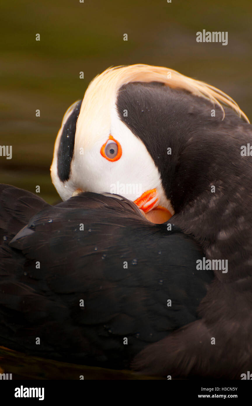 Tufted puffin (Fratercula cirrhata), Oregon Coast Aquarium, Newport ...
