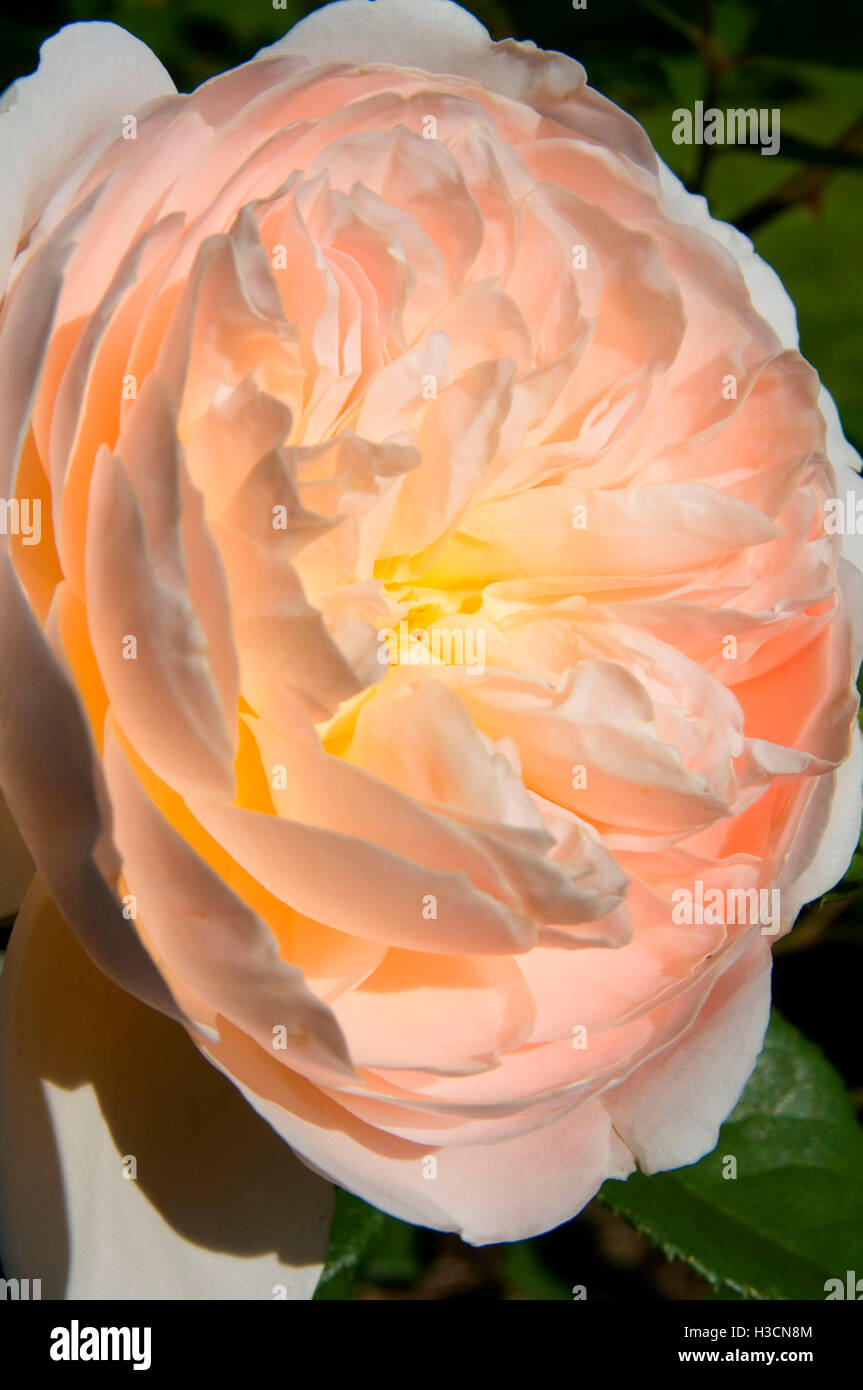 Charlotte rose, Heirloom Roses, St Paul, Oregon Stock Photo - Alamy