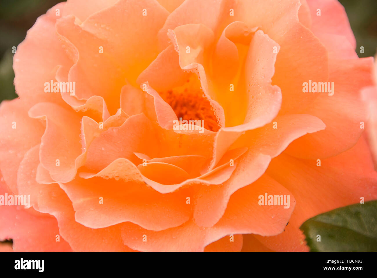 Rosemary Harkness rose, Heirloom Roses, St Paul, Oregon Stock Photo - Alamy