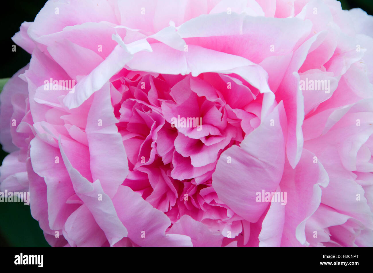 Paeonia dresden pink hi-res stock photography and images - Alamy