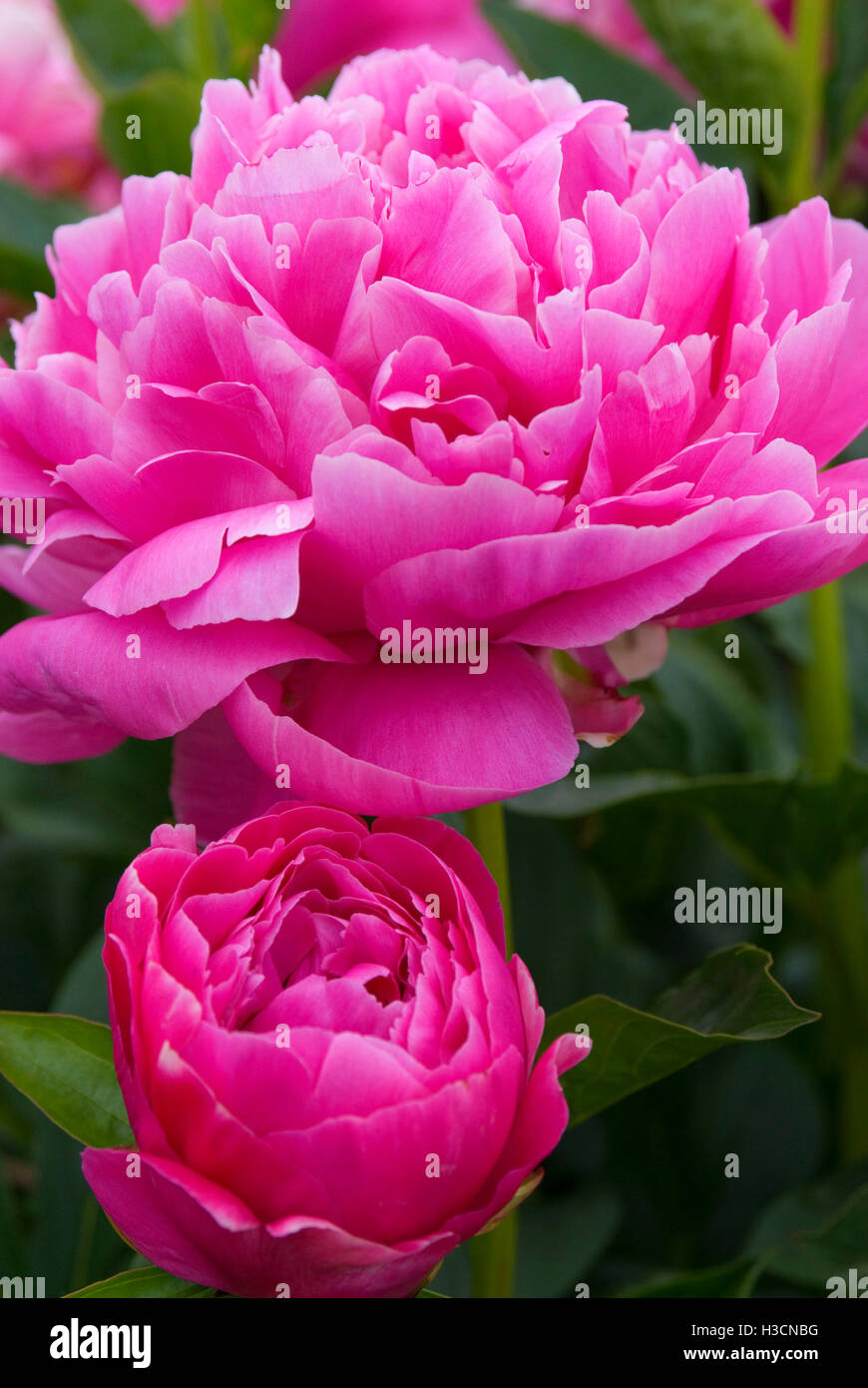 Rozella peony, Adelman Peony Garden, Brooks, Oregon Stock Photo - Alamy