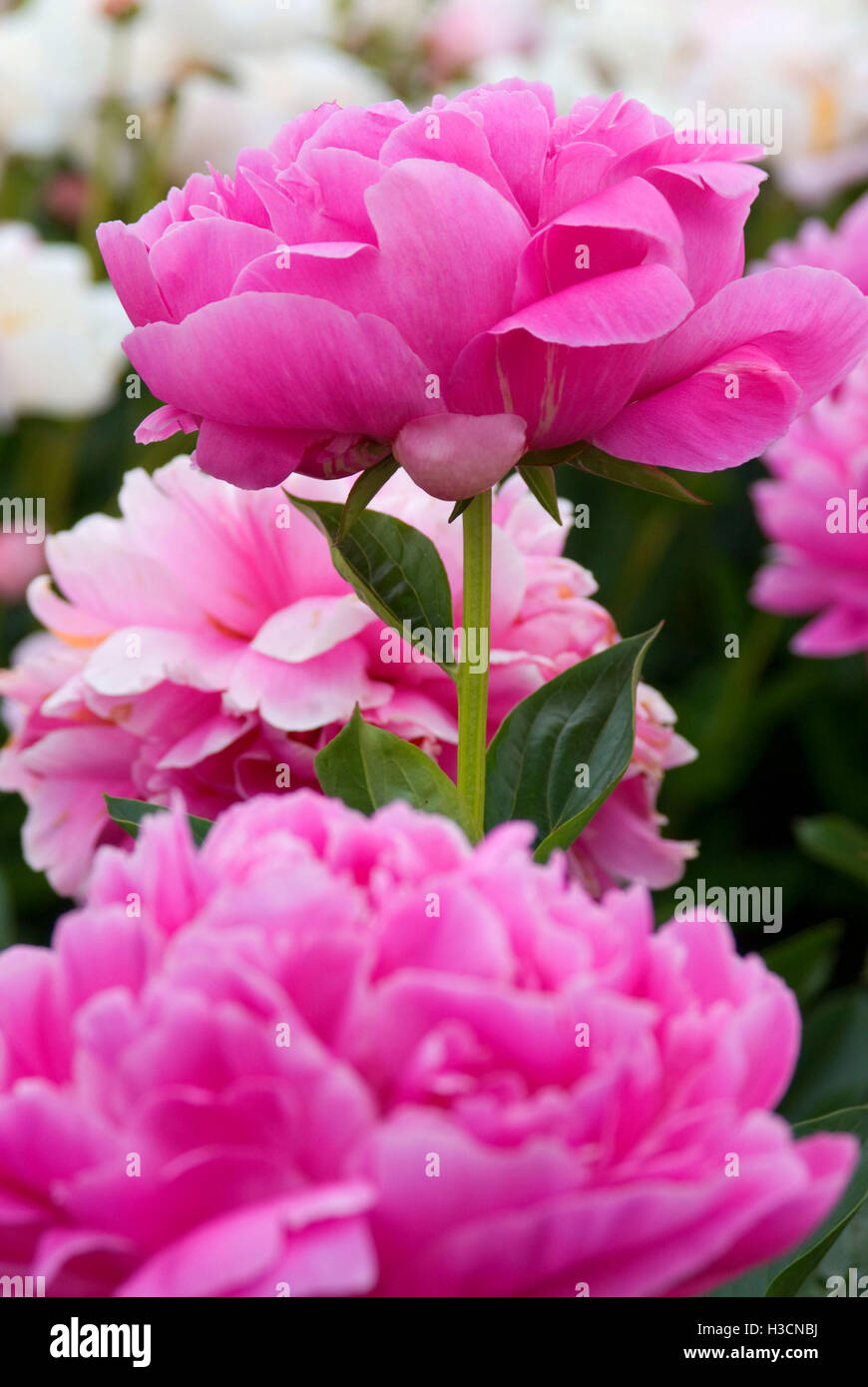 Rozella peony, Adelman Peony Garden, Brooks, Oregon Stock Photo - Alamy