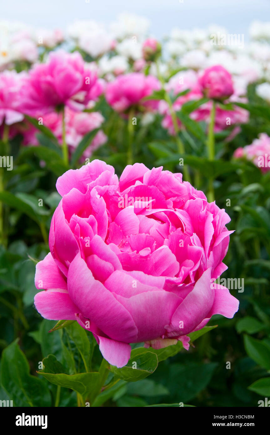 Rozella peony, Adelman Peony Garden, Brooks, Oregon Stock Photo - Alamy