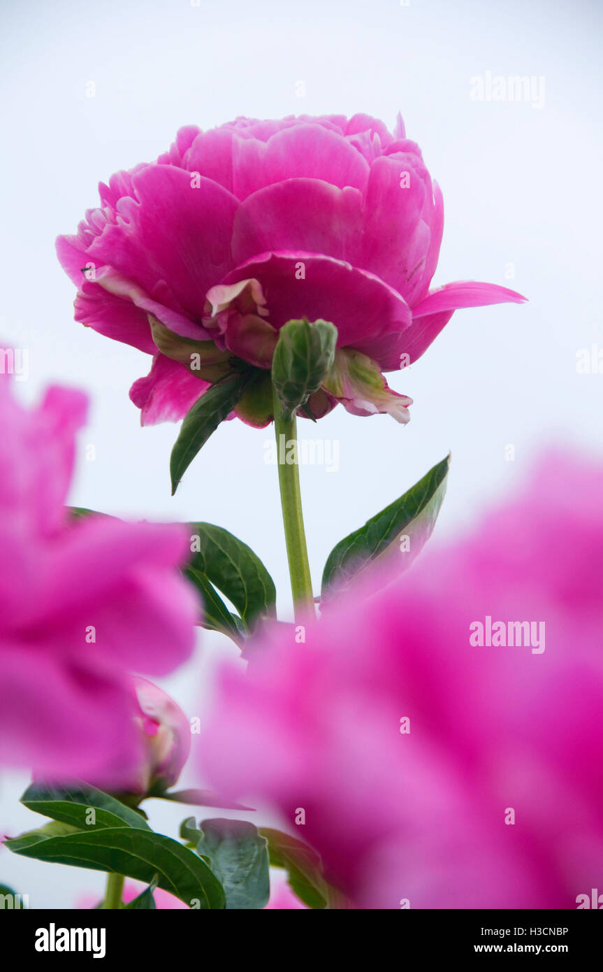 Rozella peony, Adelman Peony Garden, Brooks, Oregon Stock Photo - Alamy