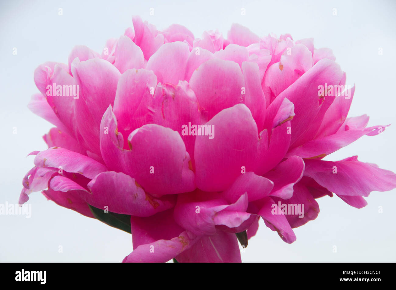 Princess Margaret peony, Adelman Peony Garden, Brooks, Oregon Stock ...