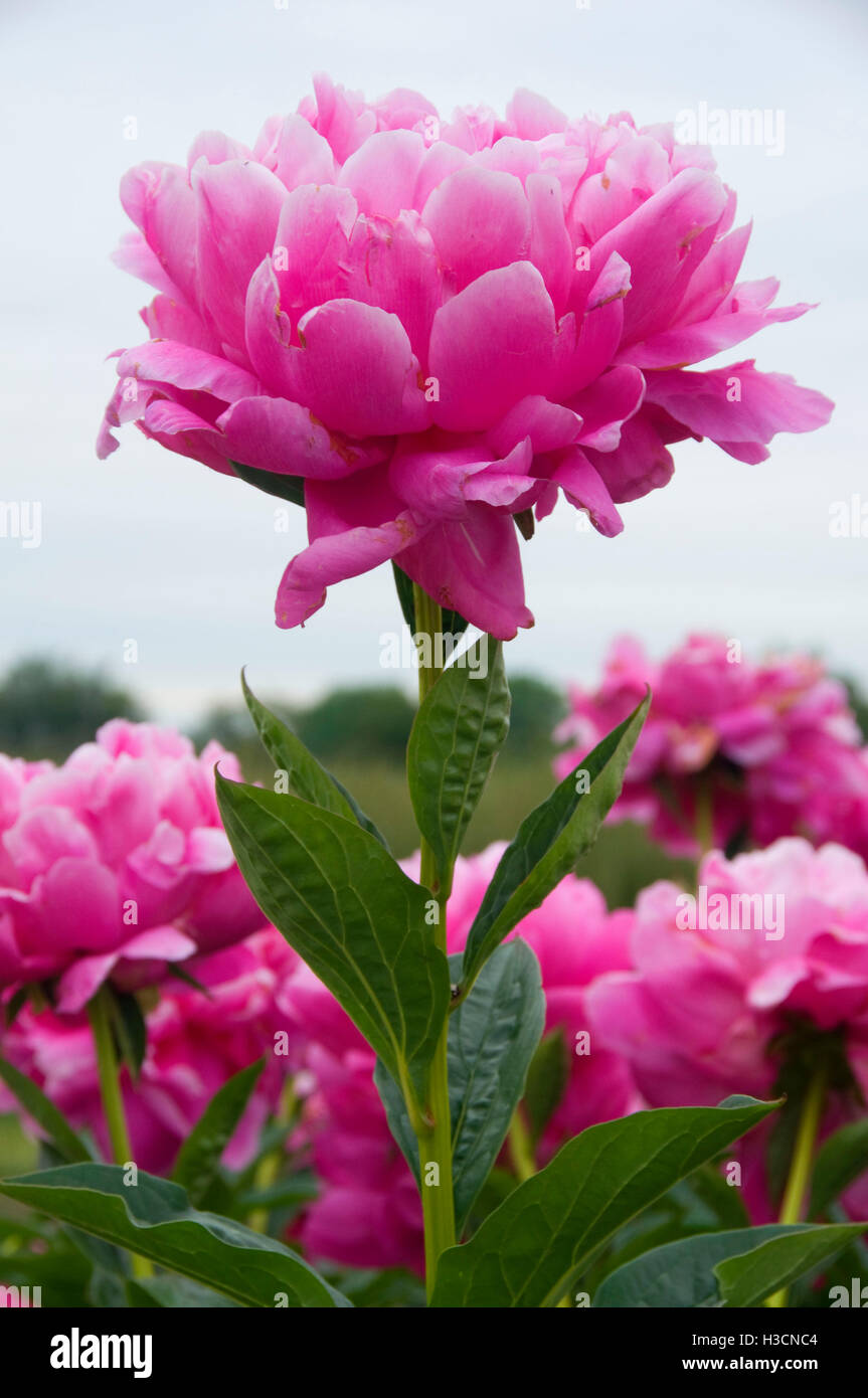 Princess Margaret peony, Adelman Peony Garden, Brooks, Oregon Stock ...