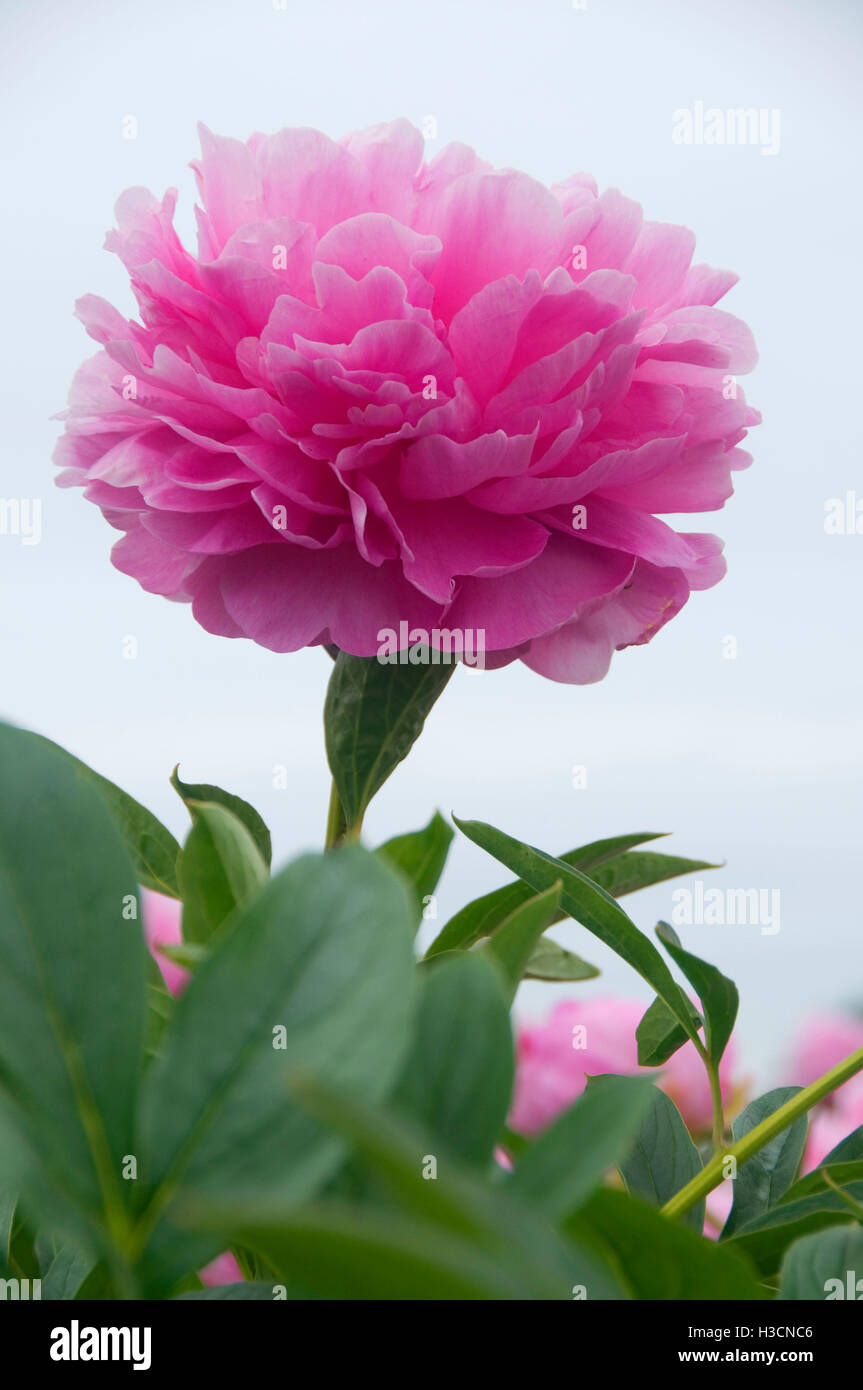 Rose peony hi-res stock photography and images - Alamy