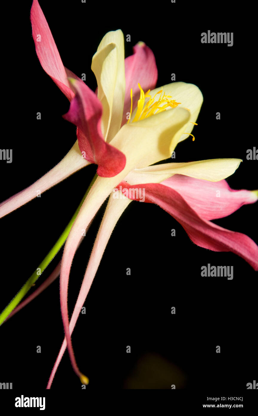 Columbine, Schreiners Iris Gardens, Keizer, Oregon Stock Photo - Alamy