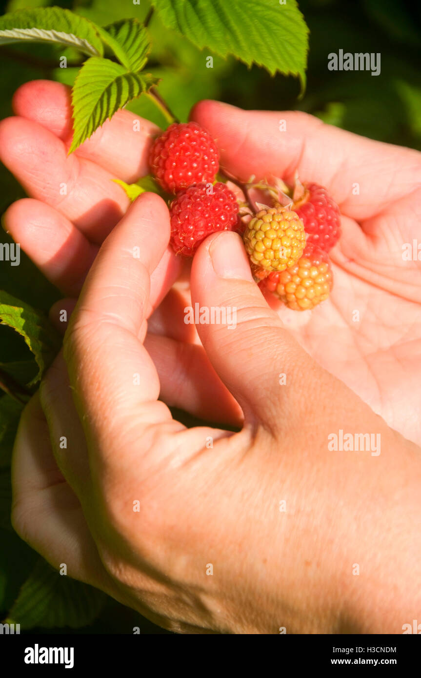 Oregon berry picking hi-res stock photography and images - Alamy
