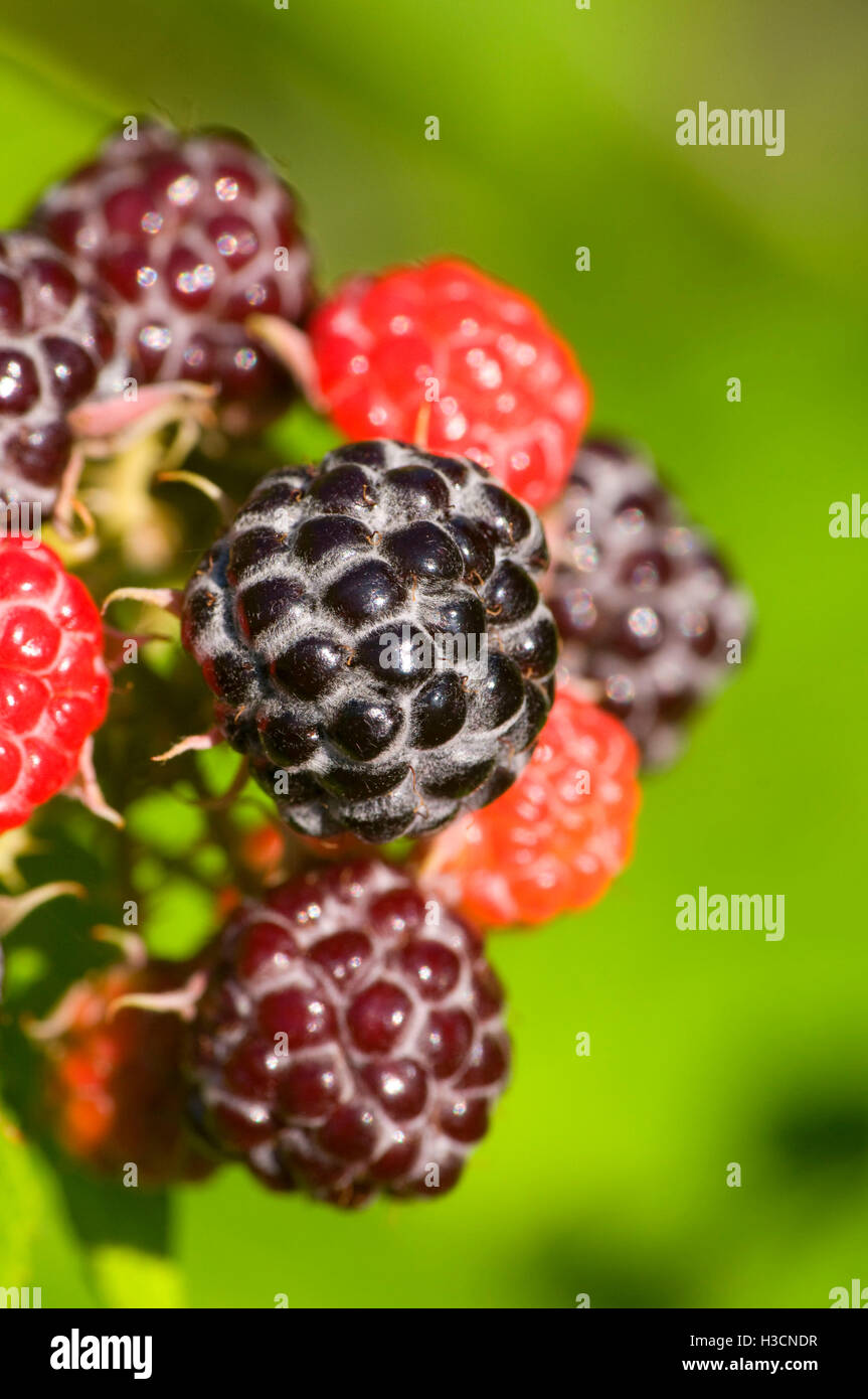 Black Caps Fruit