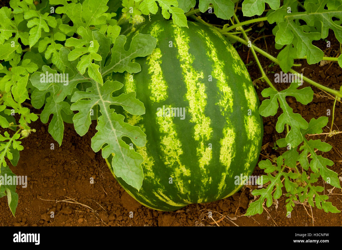 Watermelon vine hi-res stock photography and images - Alamy