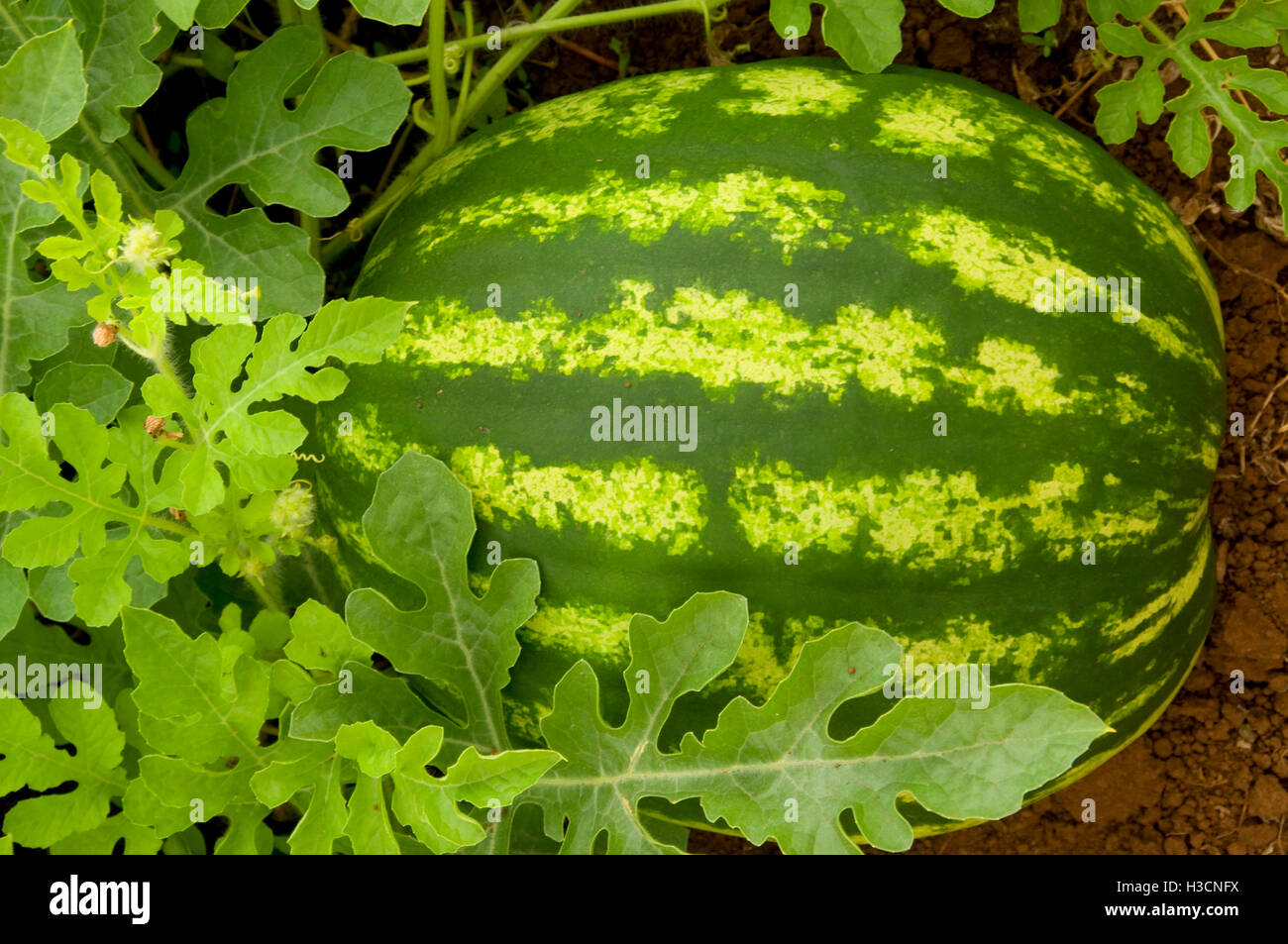 Watermelon vine hi-res stock photography and images - Alamy