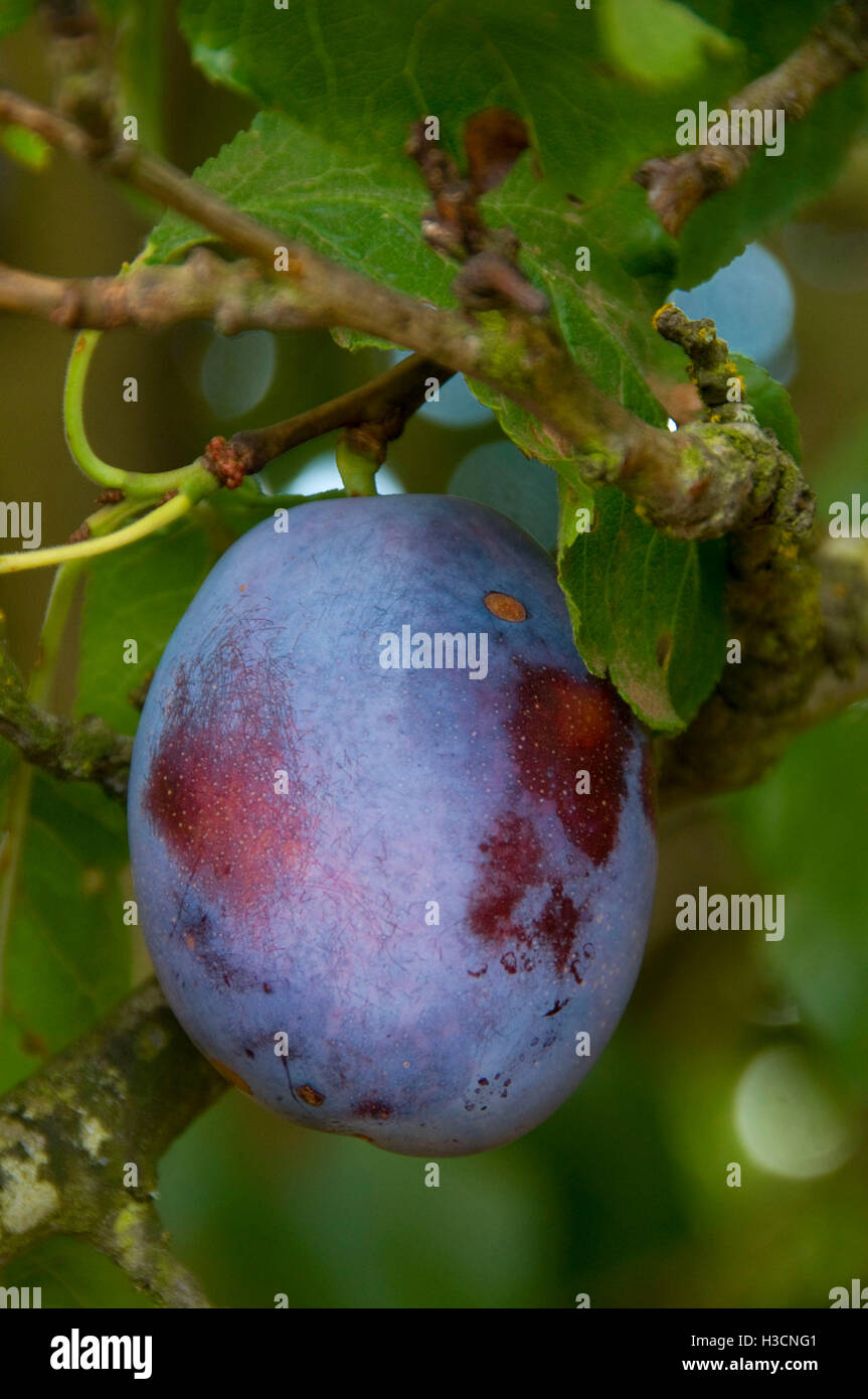 Brooks County High Resolution Stock Photography and Images - Alamy