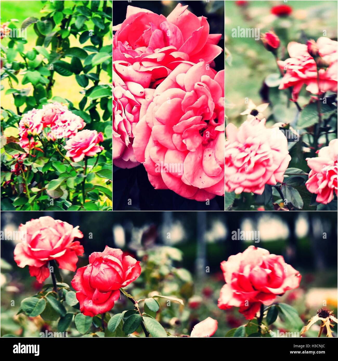 Garden roses on bush. Collage of colorized images. Toned photos set ...
