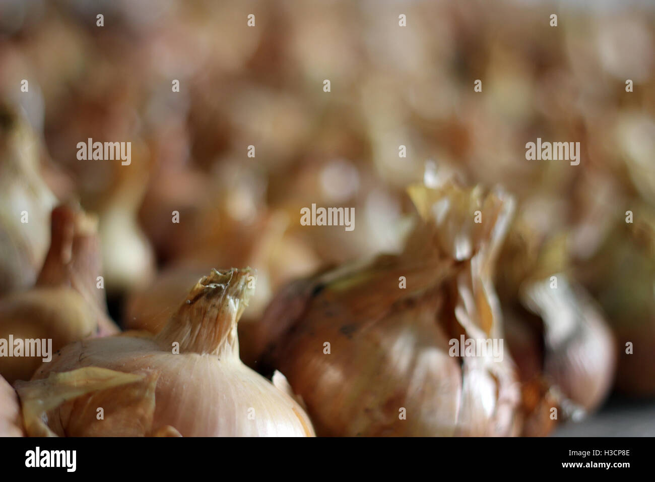 Onion dry hi-res stock photography and images - Alamy