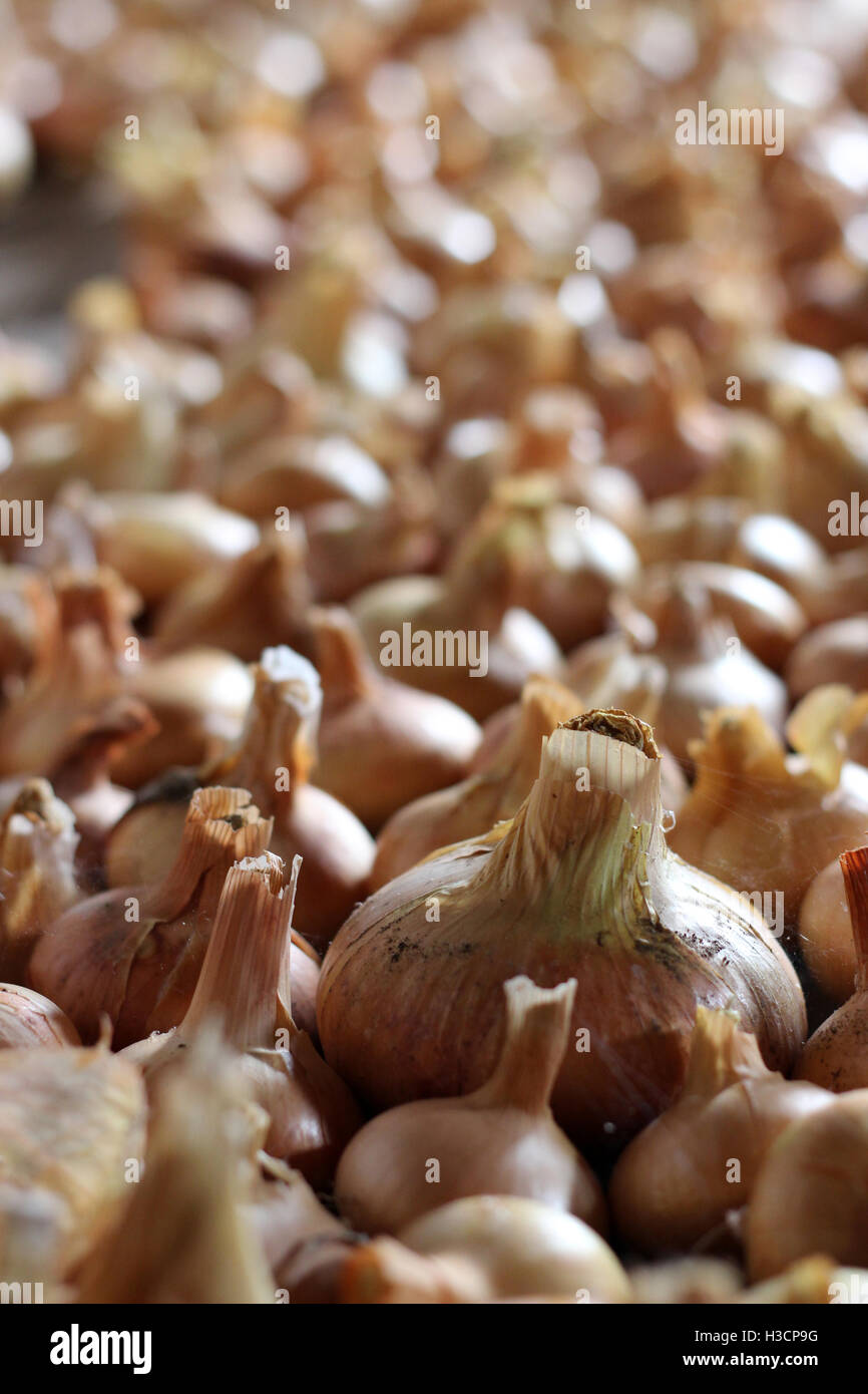Curing onion hi-res stock photography and images - Alamy