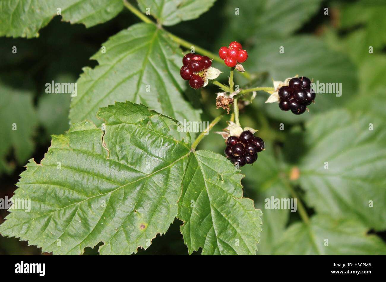 Black dewberries hi-res stock photography and images - Alamy