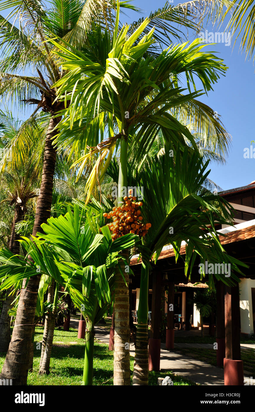Jelly Palm (Butia capitata Stock Photo - Alamy