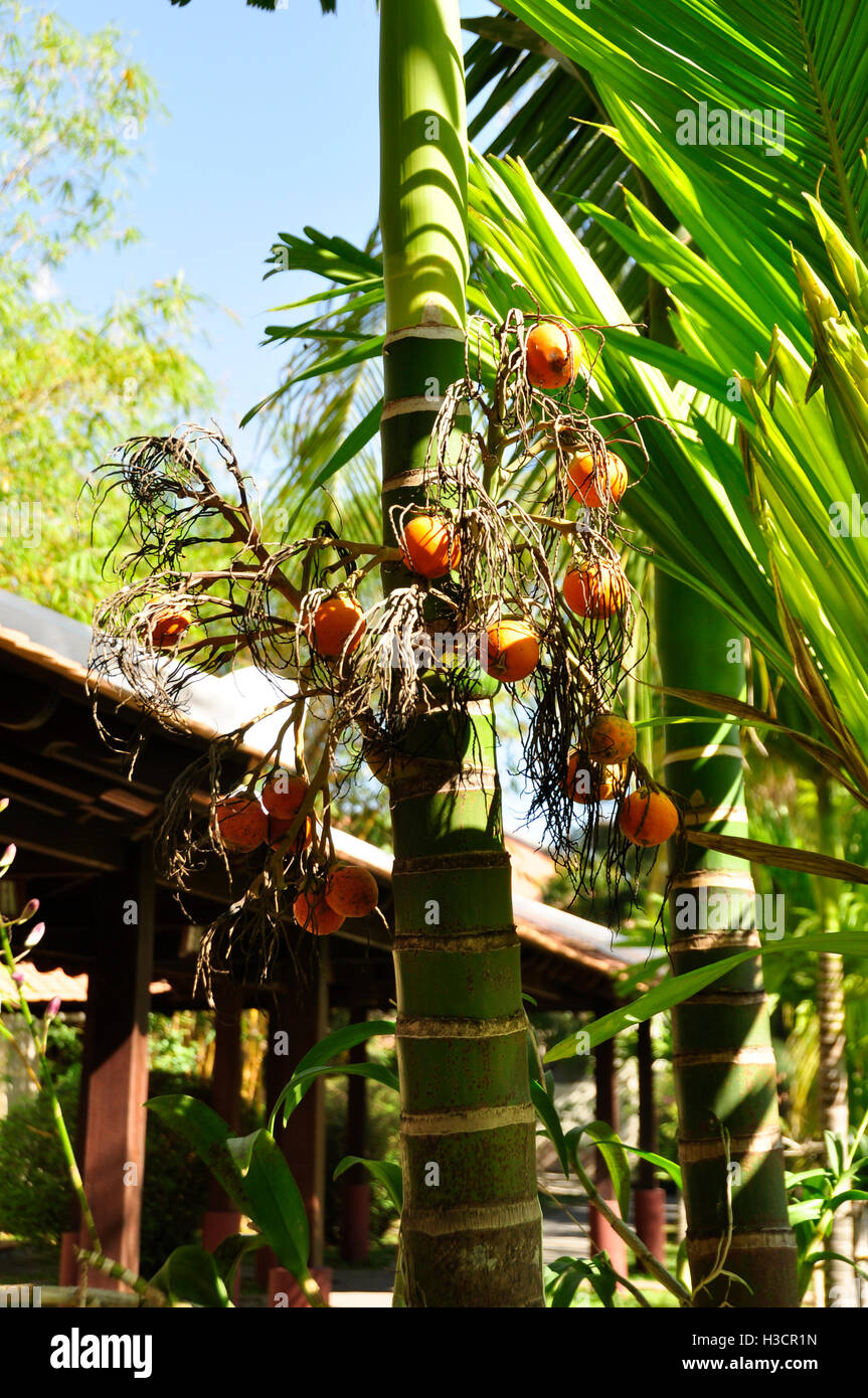 Jelly Palm (Butia capitata Stock Photo - Alamy