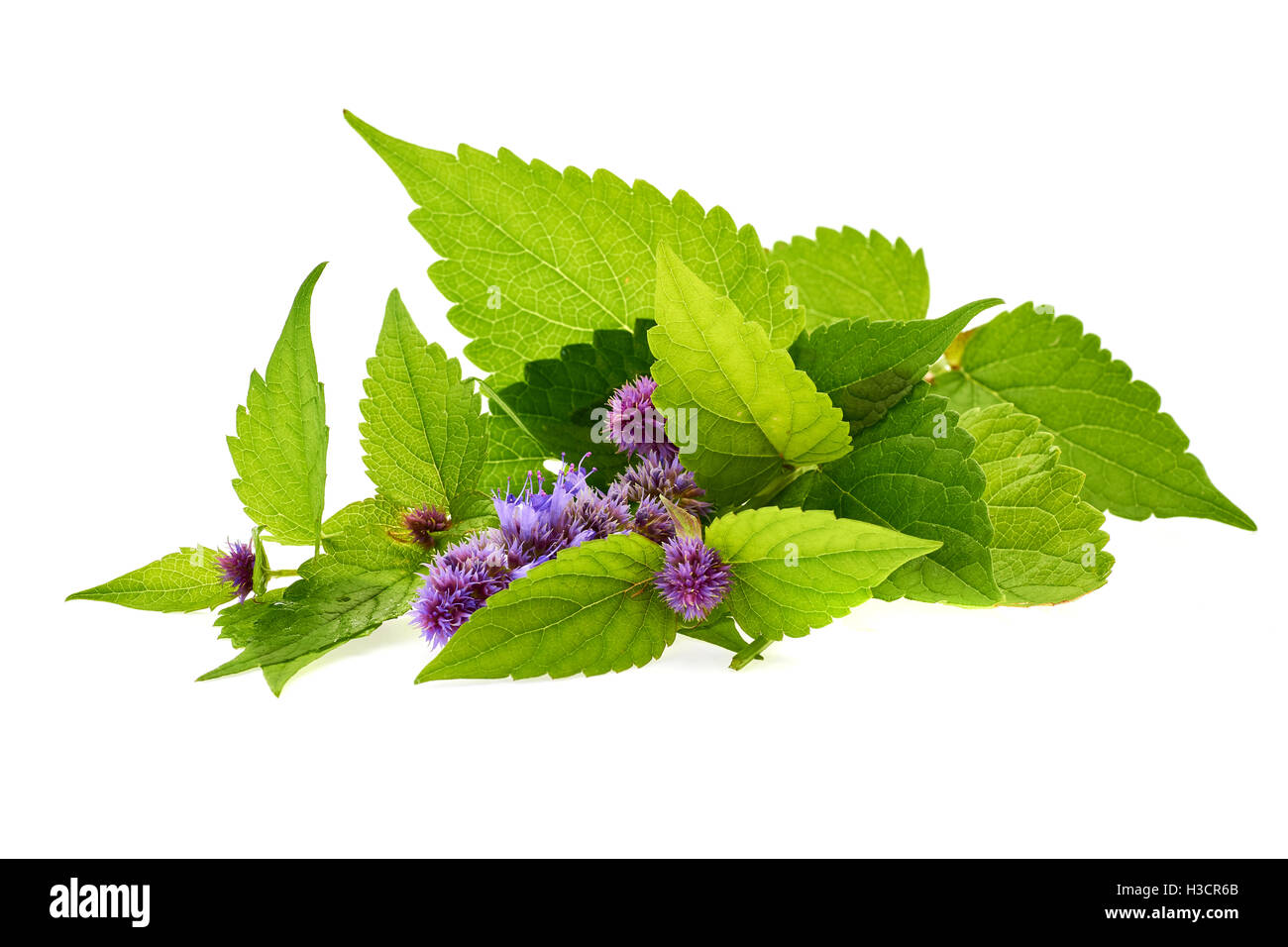 Green flowering plant Cut Out Stock Images & Pictures - Alamy