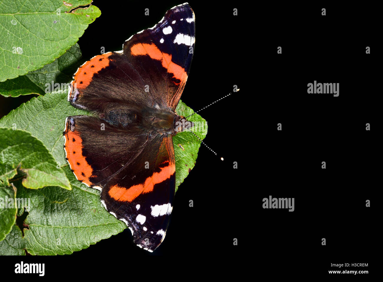 Red admiral pose hi-res stock photography and images - Alamy