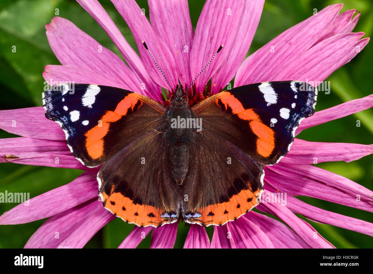 Red admiral pose hi-res stock photography and images - Alamy