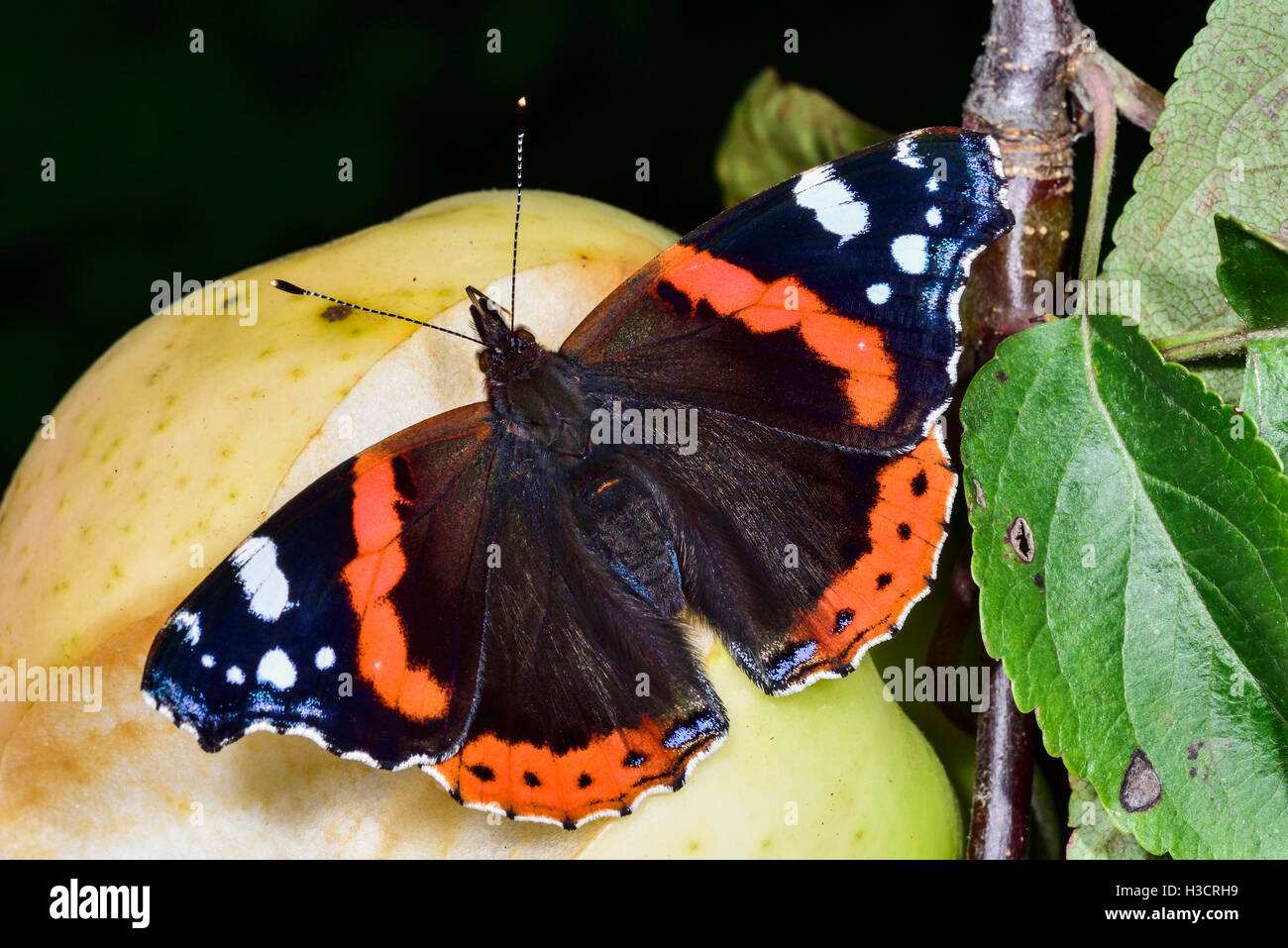 Red admiral pose hi-res stock photography and images - Alamy