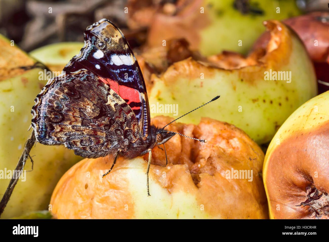 Red admiral pose hi-res stock photography and images - Alamy