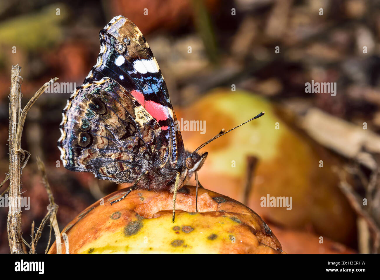 Red admiral pose hi-res stock photography and images - Alamy