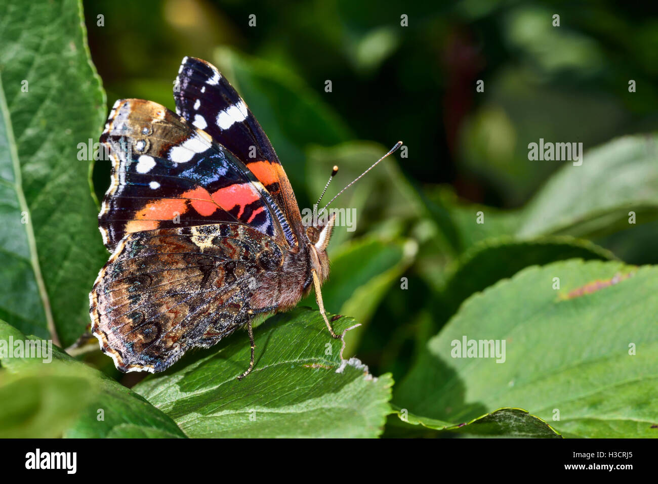 Red admiral pose hi-res stock photography and images - Alamy