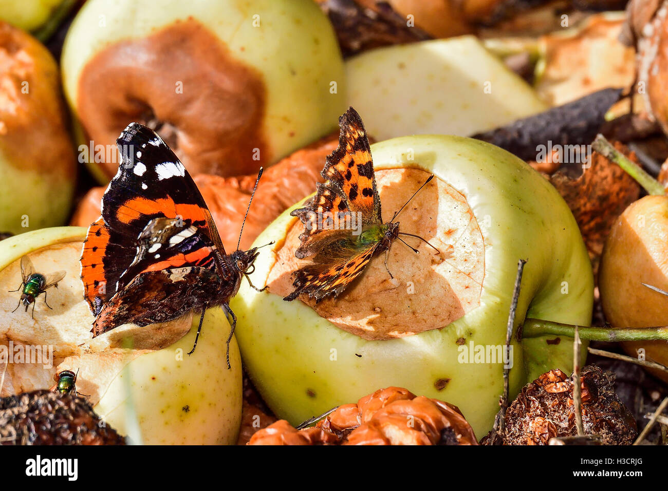 Red admiral pose hi-res stock photography and images - Alamy