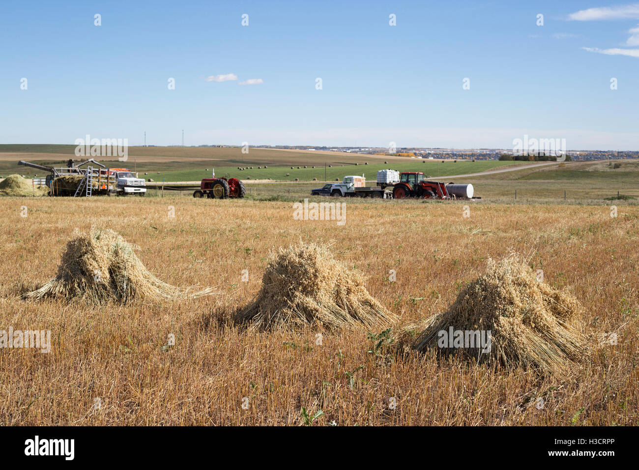 Oat stooks in farm field during fall harvest in Alberta Stock Photo - Alamy