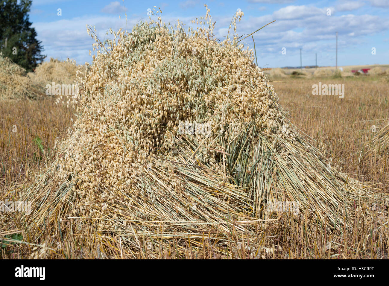Oat stook in farm field during harvest Stock Photo - Alamy