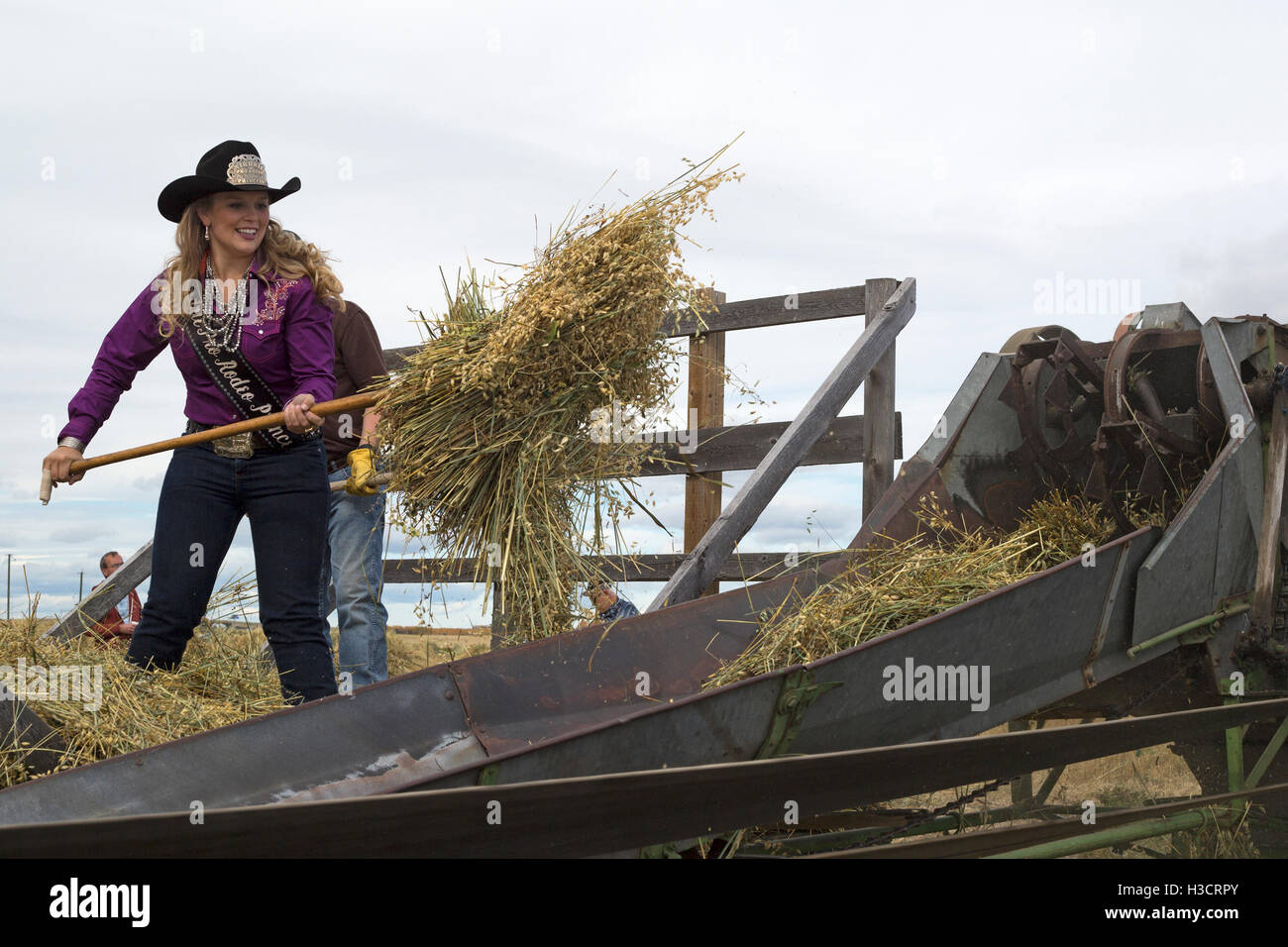 Woman unloading harvested oats from wagon into threshing machine to ...