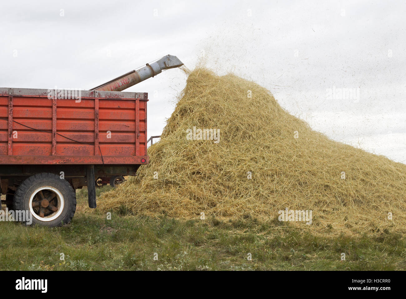 Oat straw being ejected from threshing machine after having been ...