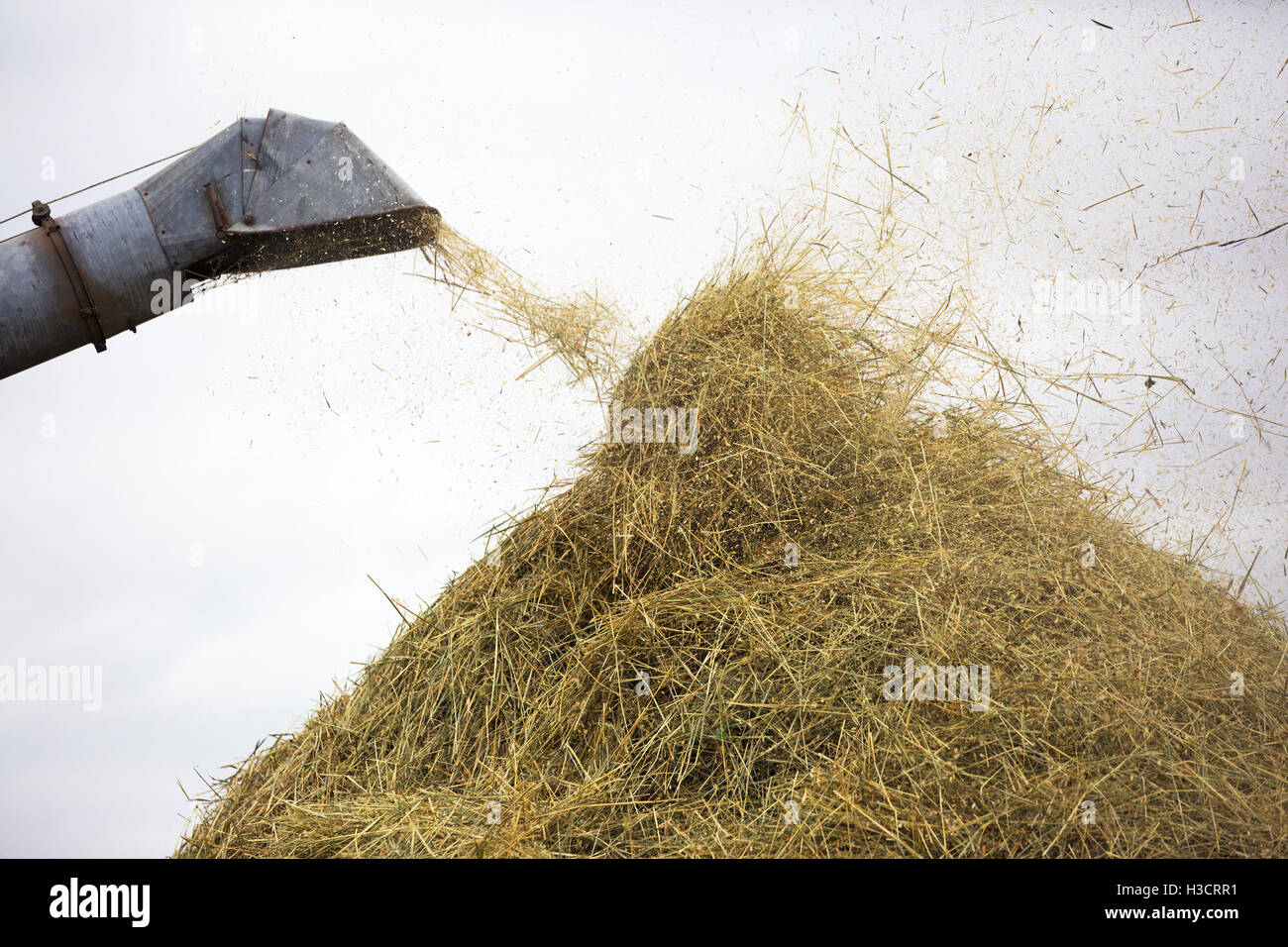 Threshing oats hi-res stock photography and images - Alamy