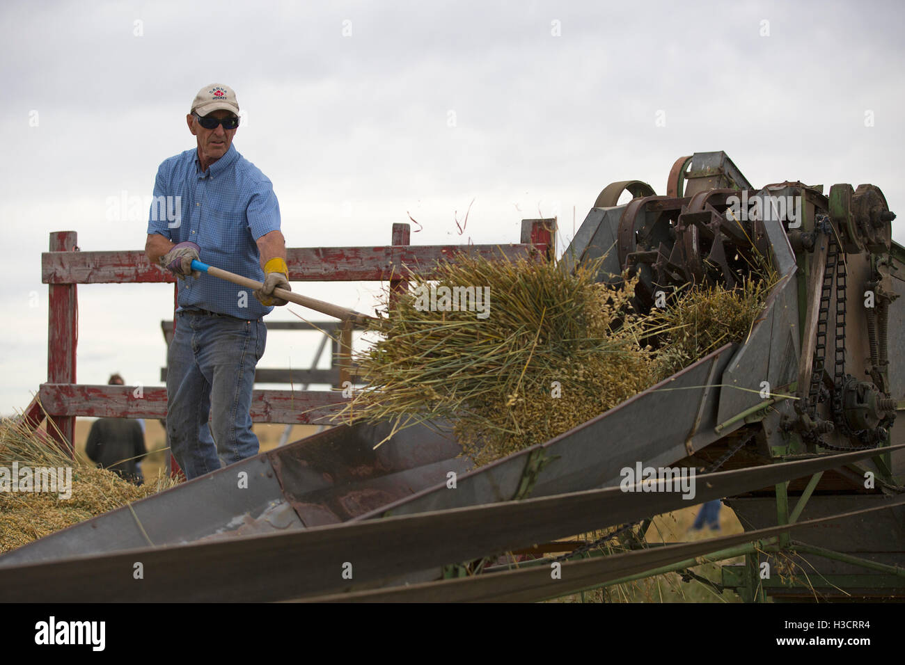 Farmer threshing oats hi-res stock photography and images - Alamy