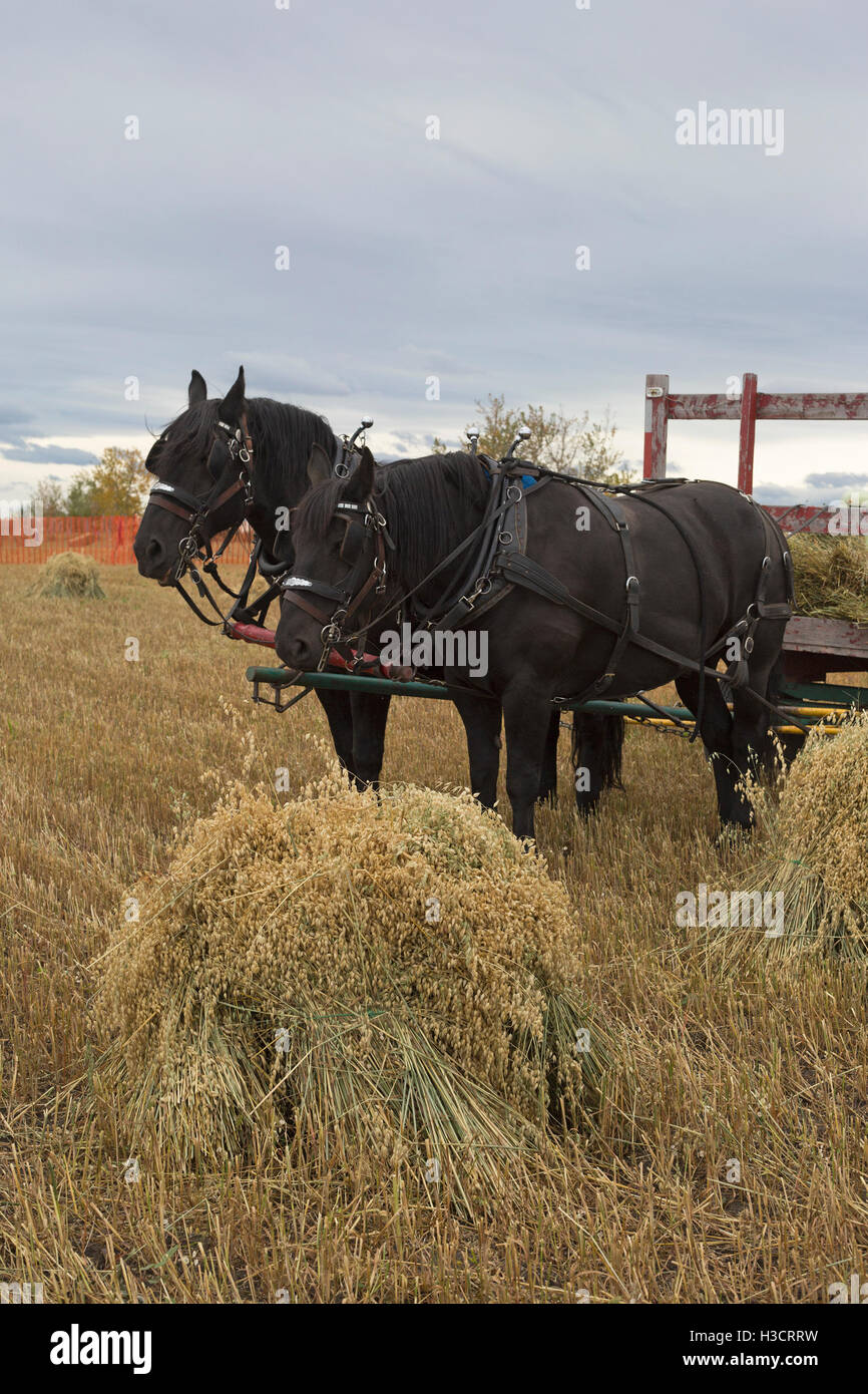 Percheron draft horse harness hi-res stock photography and images - Alamy