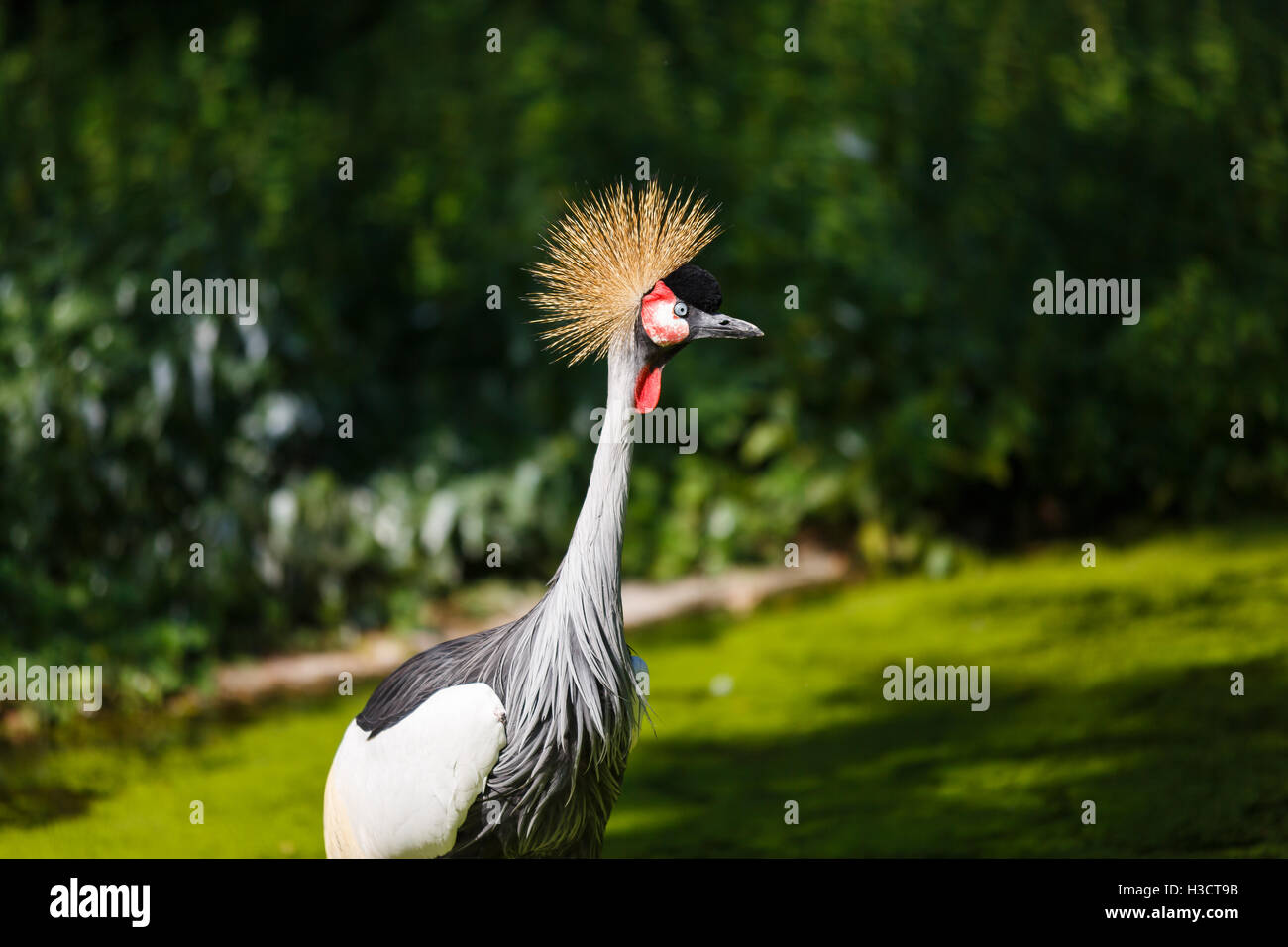 Beautiful crowned crane walking in a water Stock Photo - Alamy