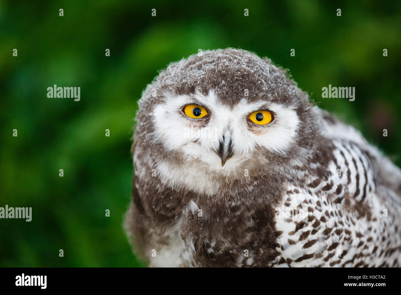 Portrait of snowy owl chick on a green background Stock Photo - Alamy