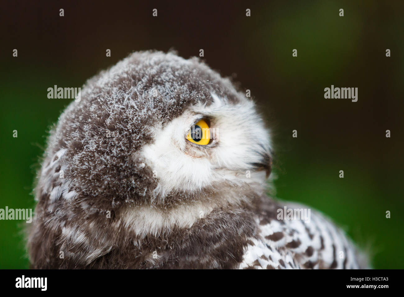 Portrait of snowy owl chick on a green background Stock Photo - Alamy