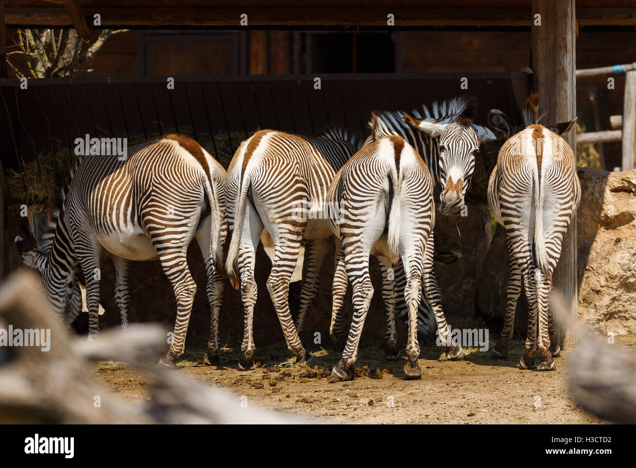 Zebra in the stall at the park, summer time Stock Photo - Alamy