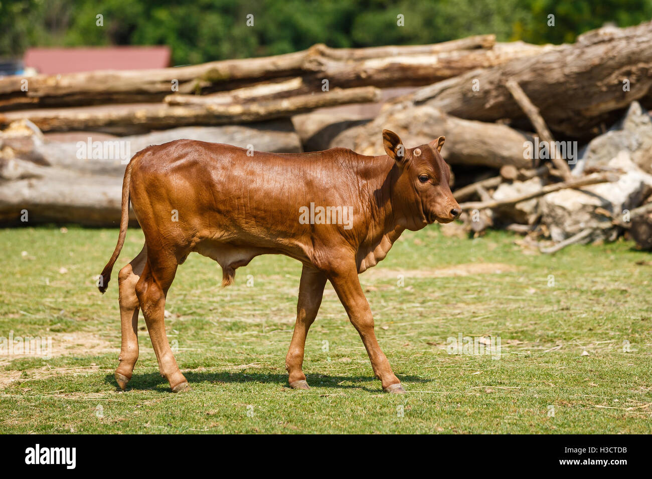 Calf walking on a meadow in a park, summer time Stock Photo - Alamy