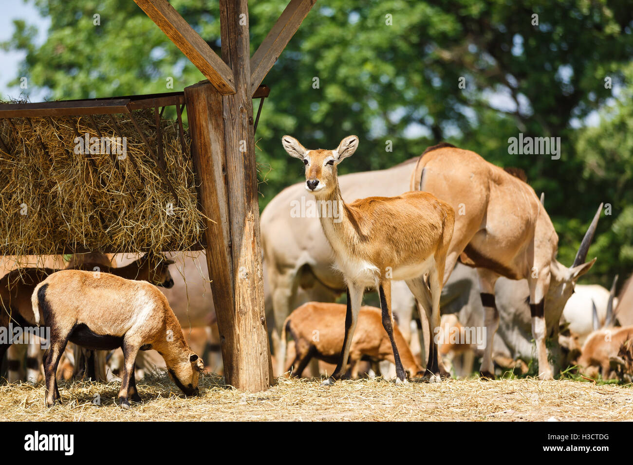 The herd of antelopes are feeding, summer time Stock Photo - Alamy