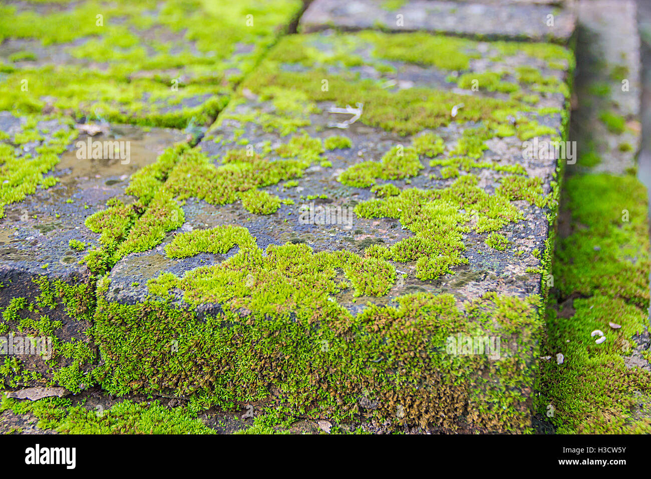 Old wall and green mos background. Green mos background Stock Photo - Alamy