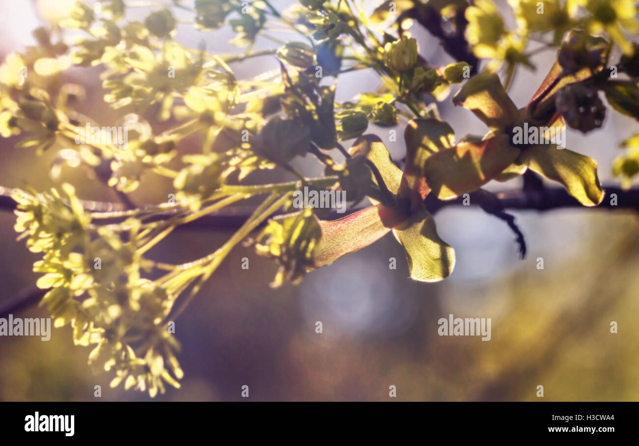 Beauty of tree hi-res stock photography and images - Alamy